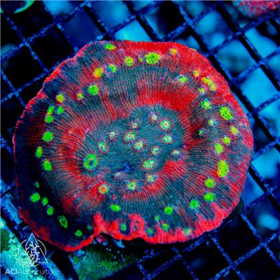 ACI Cultured Crazy Eye Chalice (3/4" - 1") - SAQ Coral Farm ...