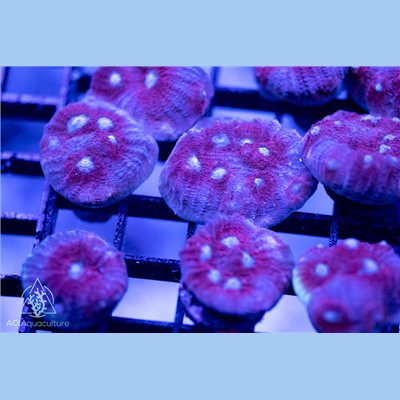 ACI Cultured Ghost Eye Chalice (3/4" - 1") - SAQ Coral Farm ...
