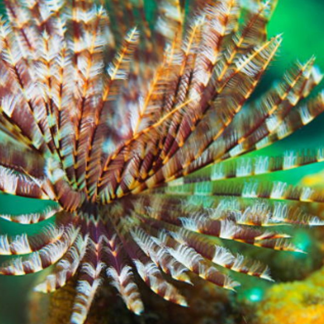 what is a feather duster worm