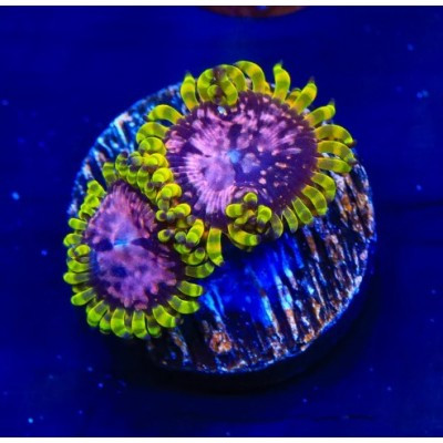 TSA Purple Monster Zoanthids - SAQ Coral Farm - SaltwaterAquarium.com