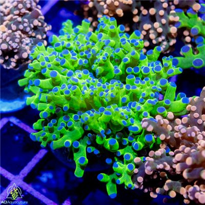 Neon Green Frogspawn WYSIWYG - SAQ Coral Farm - SaltwaterAquarium.com