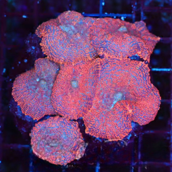 Orange Fluffy Rhodactis Mushroom Colony WYSIWYG - SAQ Coral Farm ...