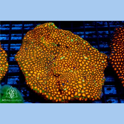 Large Orange Tree Forest Lepthastrea Colony WYSIWYG - SAQ Coral Farm ...