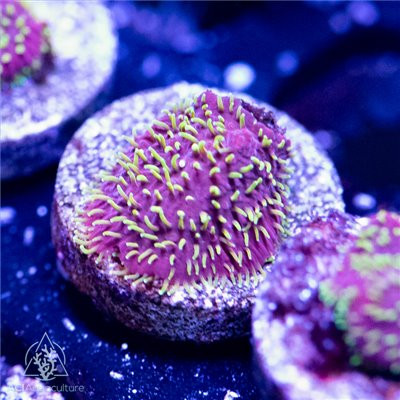 ACI Cultured Freak Hair Pavona Coral (3/4" - 1") - SAQ Coral Farm ...