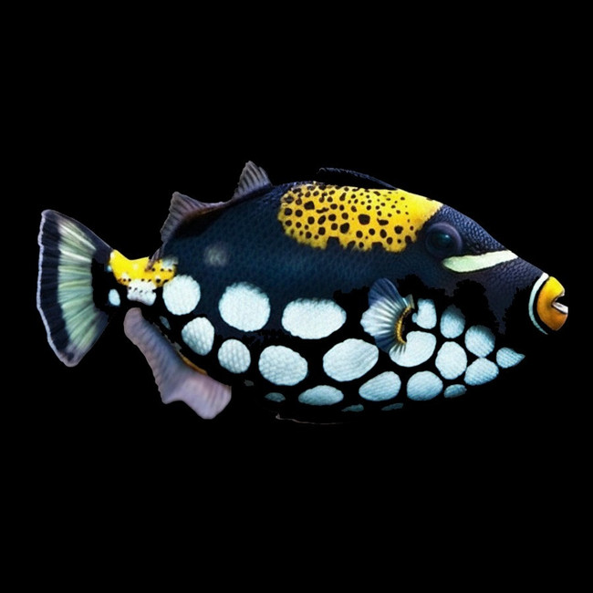 Clown Trigger (Balistoides Conspicillum) - SAQ Chicago Fish ...