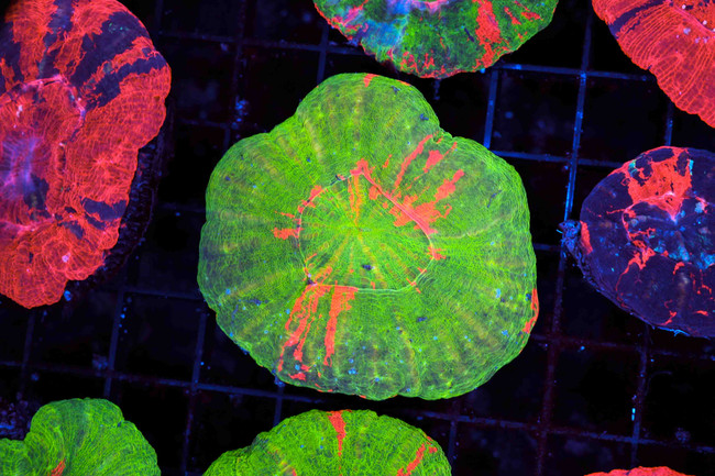 Bleeding Apple Scoly WYSIWYG A2 - SAQ Coral Farm - SaltwaterAquarium.com