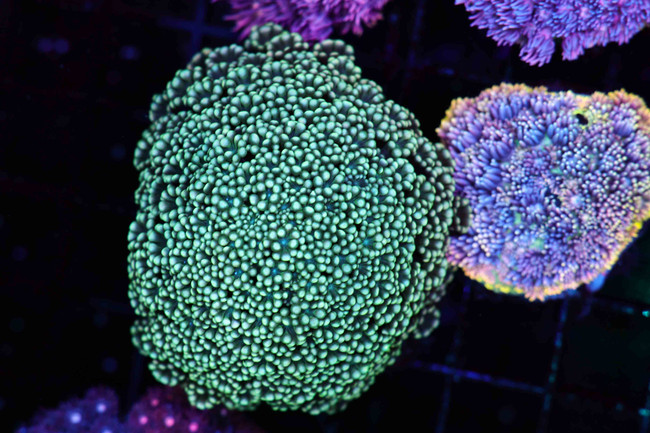Large Green Alveopora Colony WYSIWYG - SAQ Coral Farm ...