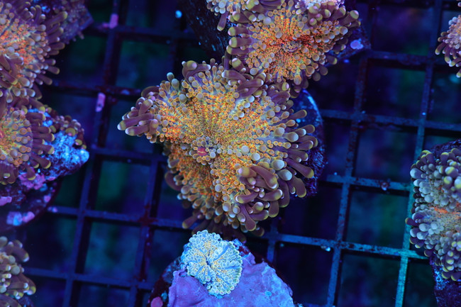 Bronze Yuma Mushroom WYSIWYG B2 - SAQ Coral Farm - SaltwaterAquarium.com