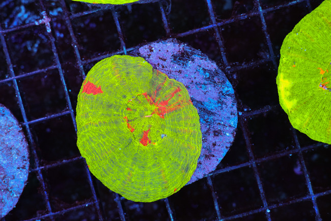 Bleeding Apple Scolymia WYSIWYG A1 - SAQ Coral Farm - SaltwaterAquarium.com