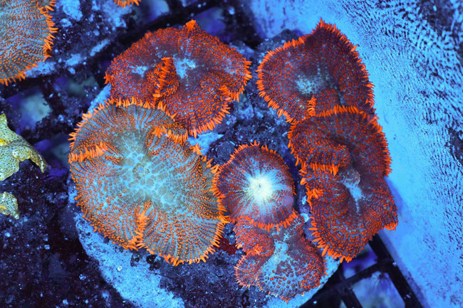Orange Rhodactis Mushroom Colony WYSIWYG AB1 - SAQ Coral Farm ...