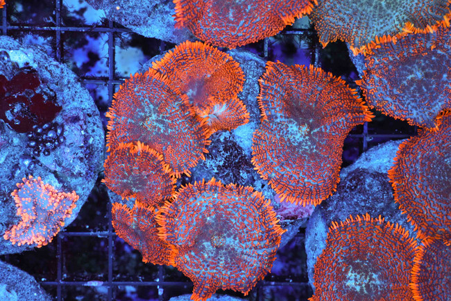 Orange Rhodactis Mushroom Colony WYSIWYG AB2 - SAQ Coral Farm ...