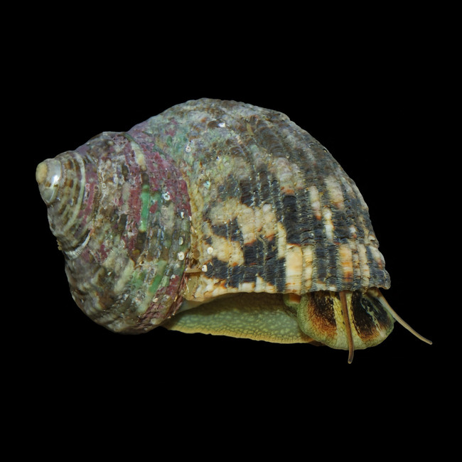 (5) Pack LARGE Mexican Turbo Snail (Turbo Fluctuosa) - Cleanup Crew ...