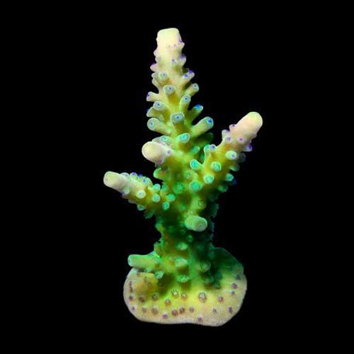 Aquacultured Yellowtip Green Stag Acropora Coral (Acropora sp.) - ORA ...