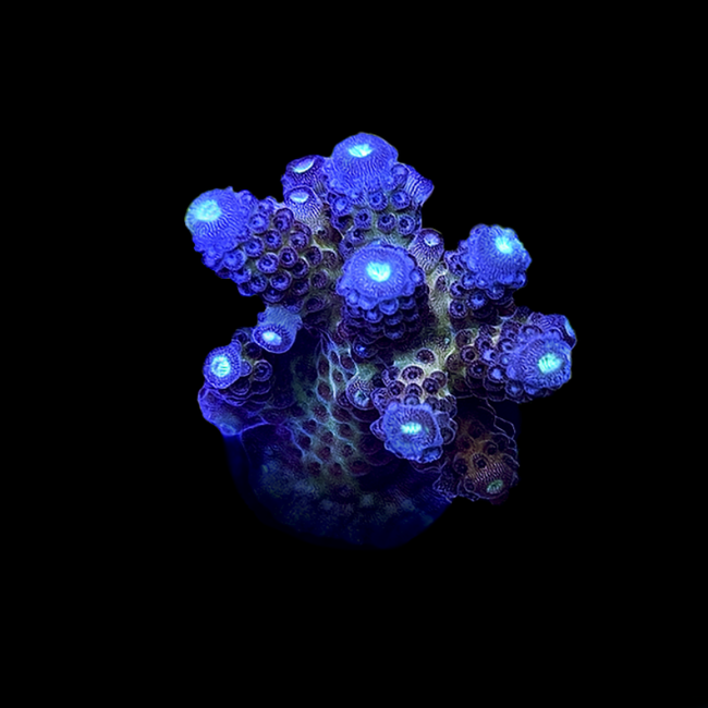 Aquacultured Juicy Grape Acropora Coral (Acropora sp.) - ORA ...