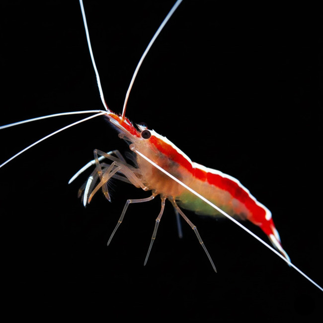 Skunk Cleaner Shrimp (Lysmata sp.) - Cleanup Crew - SaltwaterAquarium.com