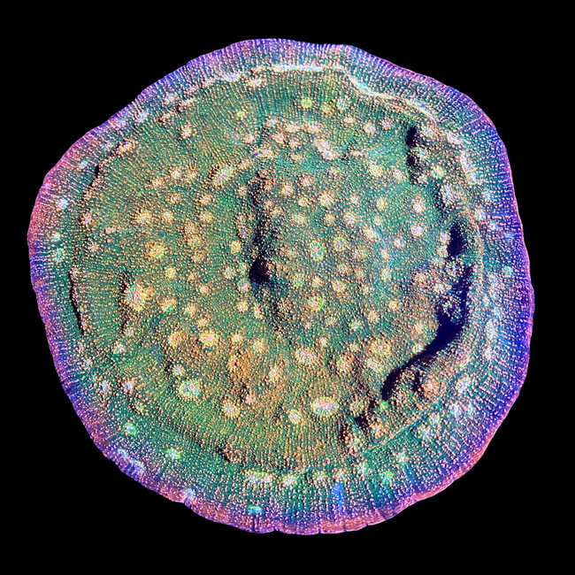 Magic Forest Chalice Coral - SAQ Coral Farm - SaltwaterAquarium.com