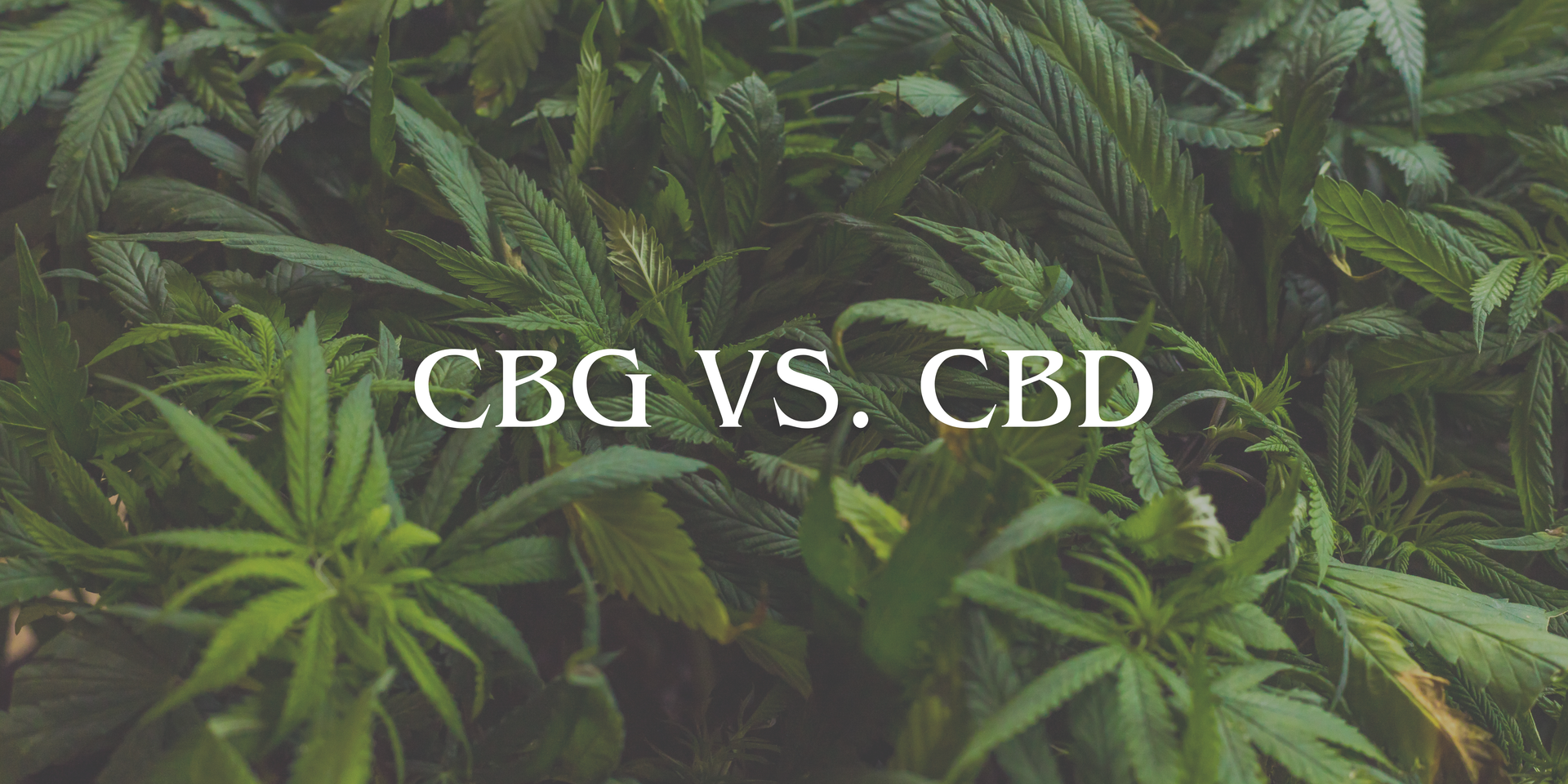 What is CBG vs CBD? - Rare Cannabinoid Company