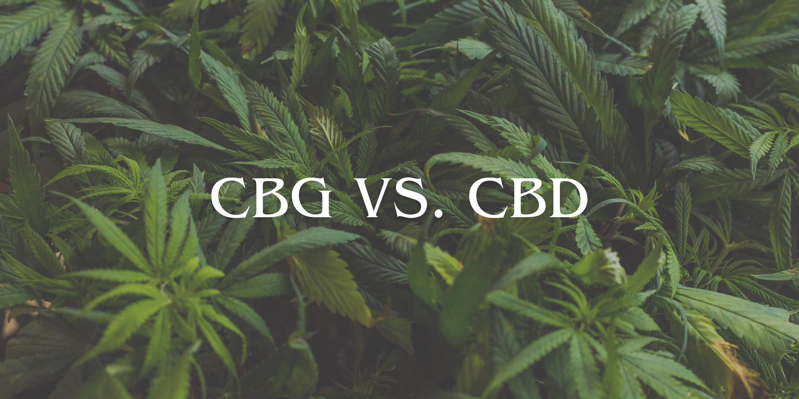 What is CBG vs CBD? - Rare Cannabinoid Company