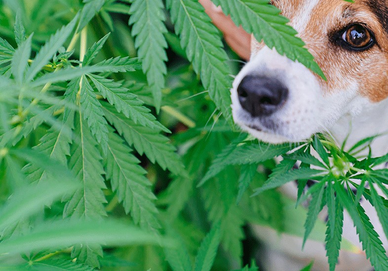 THC For Dogs: High Or Highly Dangerous? - Rare Cannabinoid Company