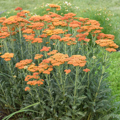 Achillea Yarrow Proven Winner - Coveyou Scenic Farm Market