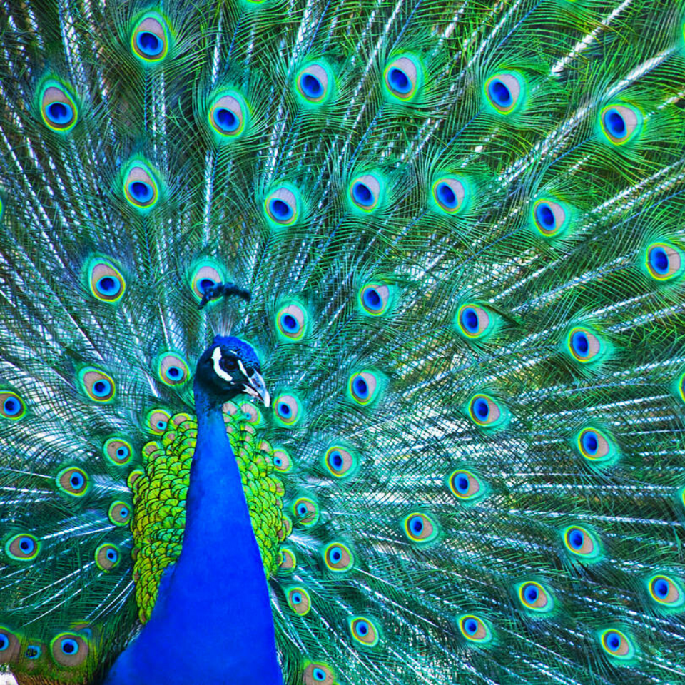 The Wild Kingdom Animal Trivia Category Buy Animal Trivia the-wild-kingdom-animal-trivia-category-buy-animal-trivia