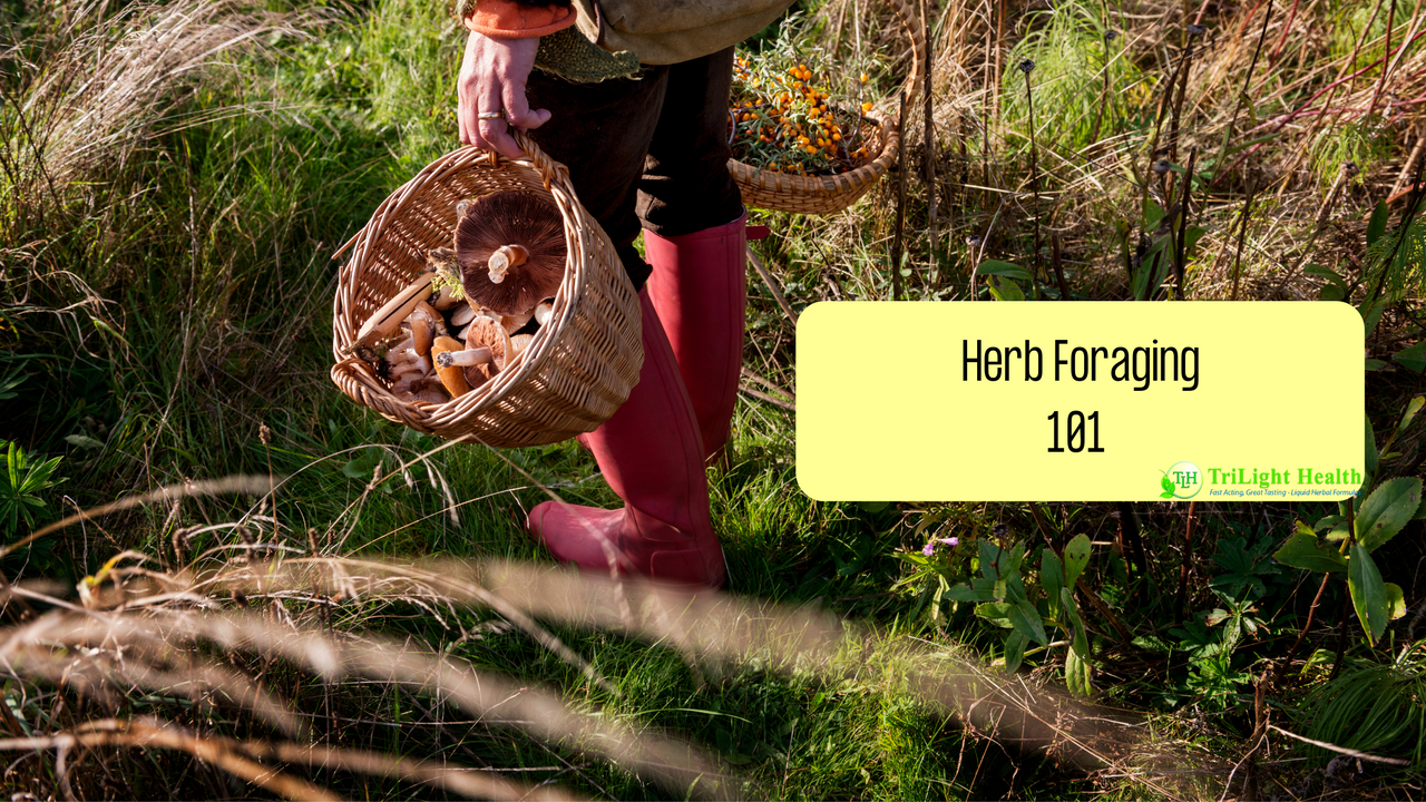 Herb Foraging 101 - TriLight Health
