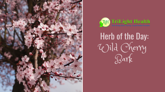 Herb of the Day: Wild Cherry Bark - TriLight Health