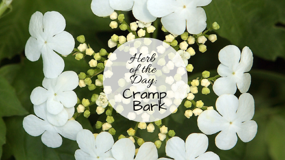 Herb of the Day: Cramp Bark - TriLight Health