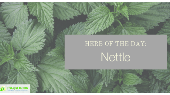 Herb of the Day: Nettle - TriLight Health
