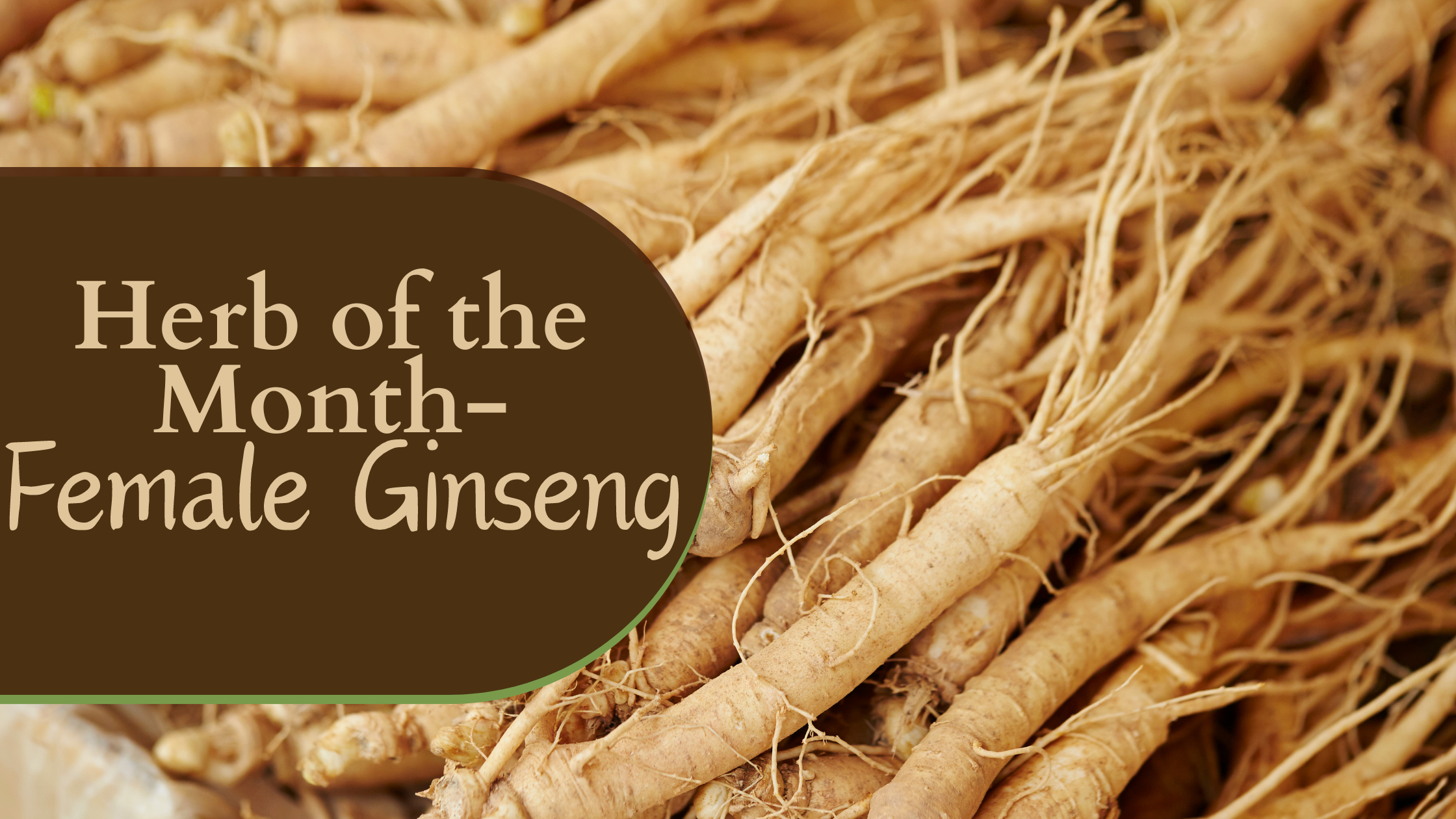 Herb of the Month: Female Ginseng - TriLight Health