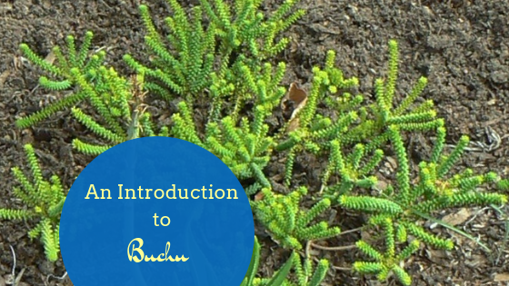 Herb of the Day: Buchu - TriLight Health