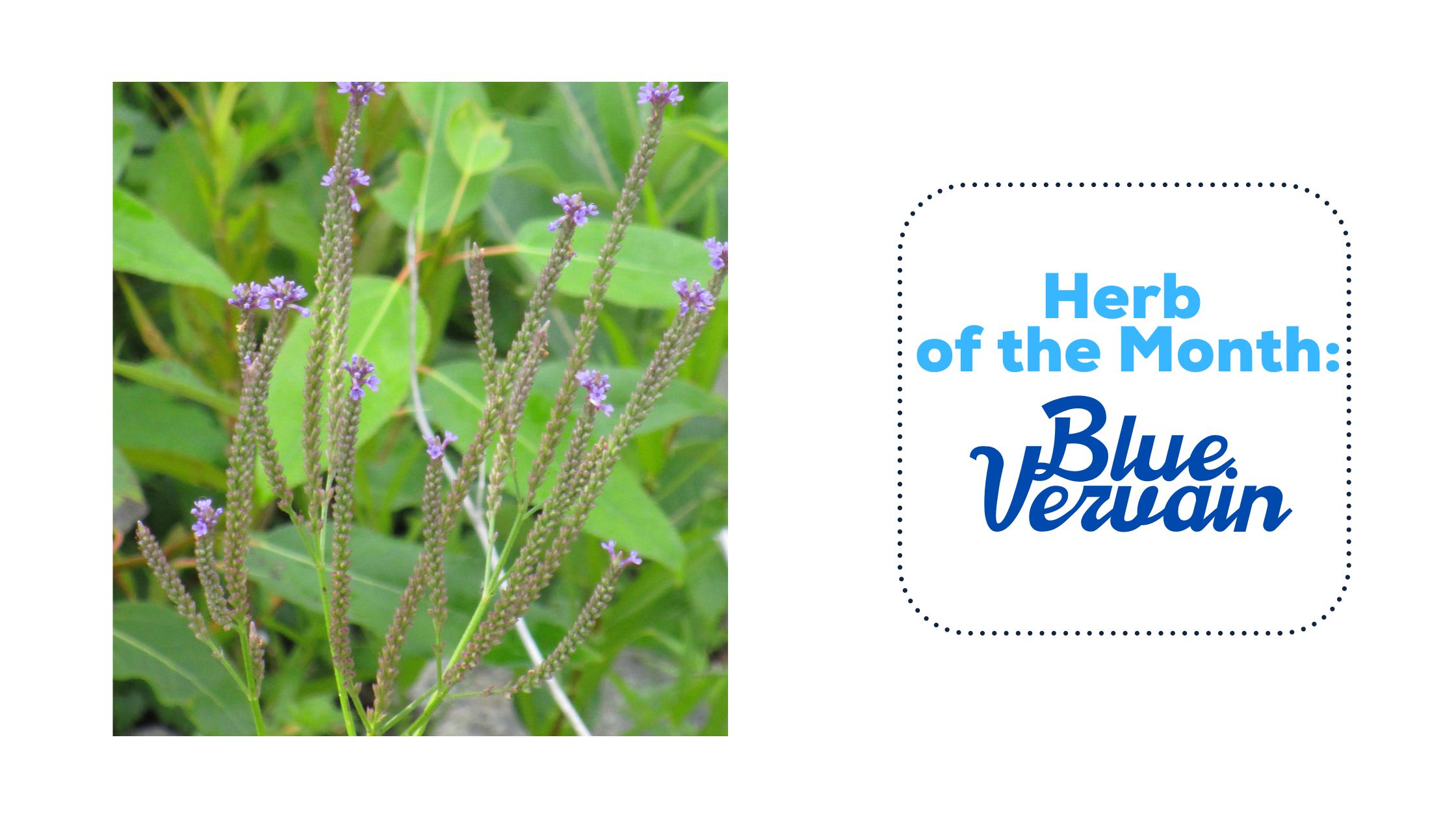 Herb of the Month: Blue Vervain - TriLight Health