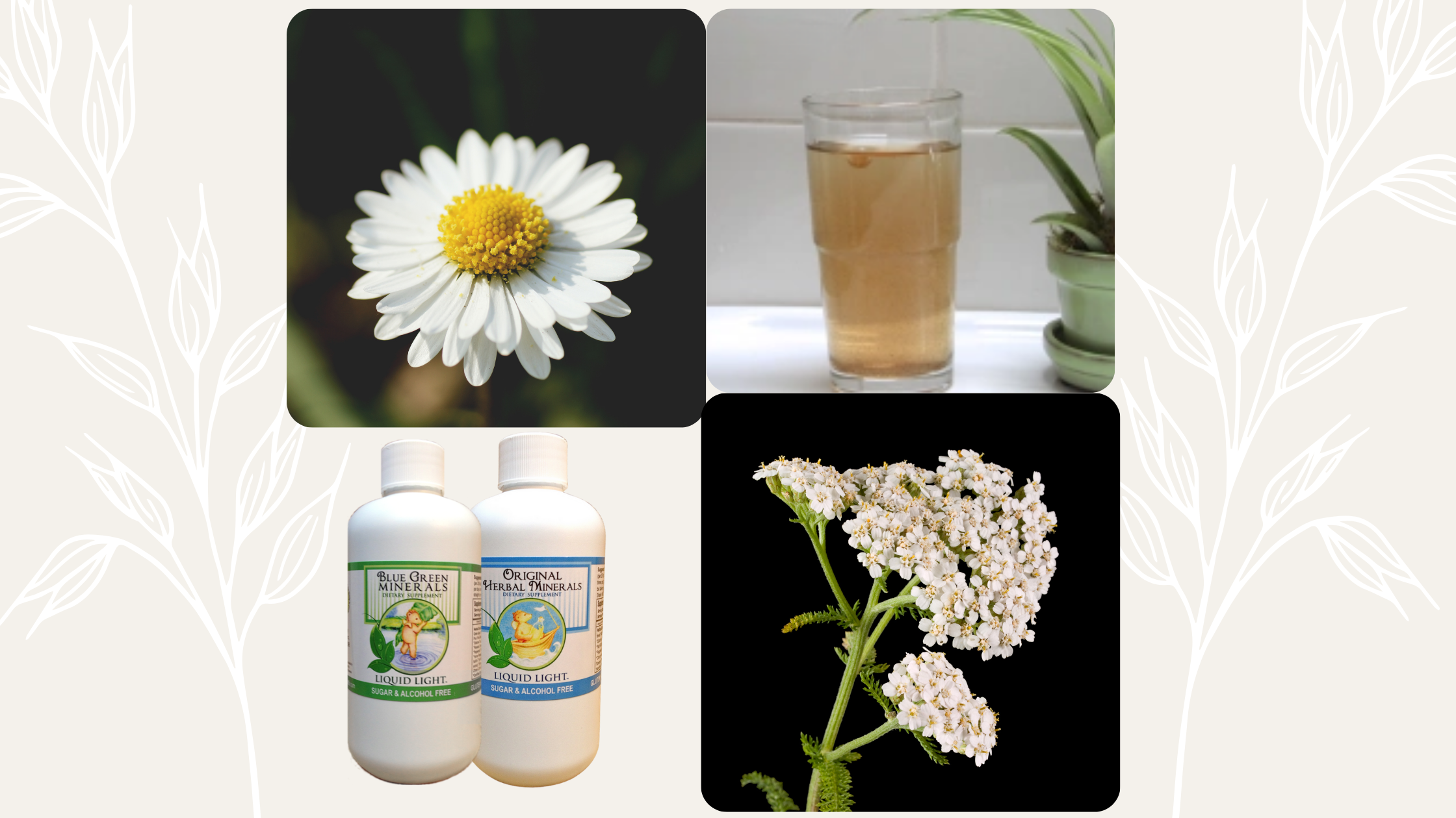 January Special of the Month- Herbal Mineral Formulas - TriLight Health