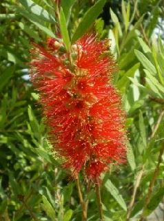 Callistemon Red Rocket NATIVE