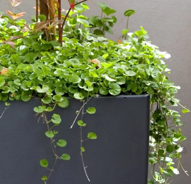Kidney Weed Dichondra repens