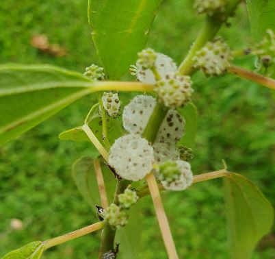 Native Mulberry Pipturus argenteus