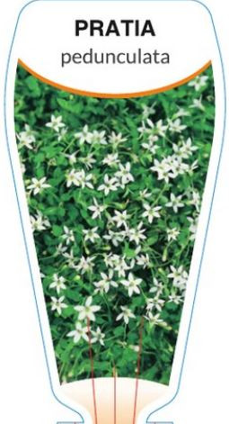 Pratia Pedunculata