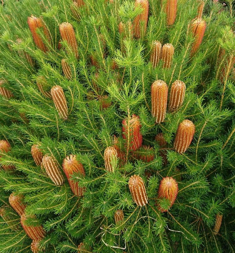 Banksia Bird Song NATIVE