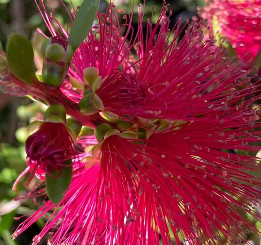 Callistemon “Candy Burst”