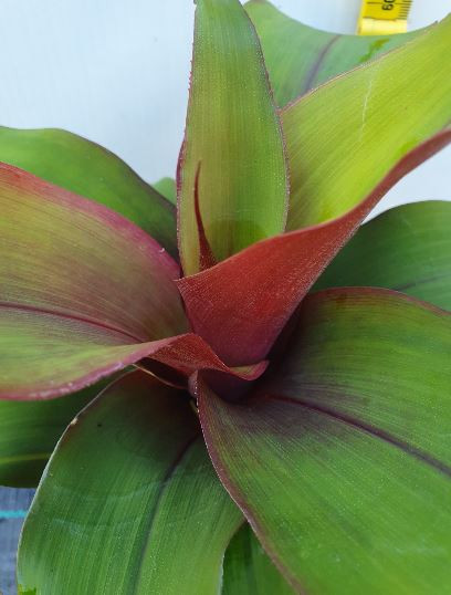 Pitcairnia sanguinea
