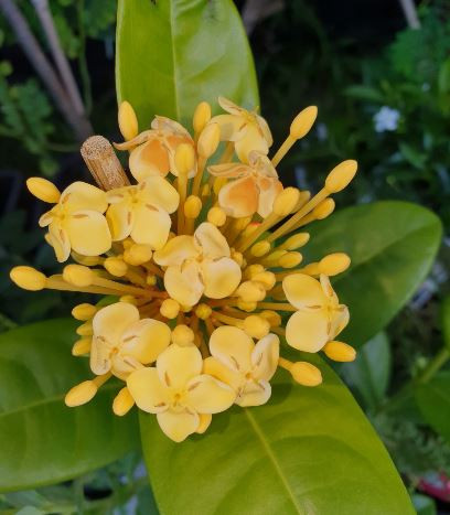 Ixora compacta Gold