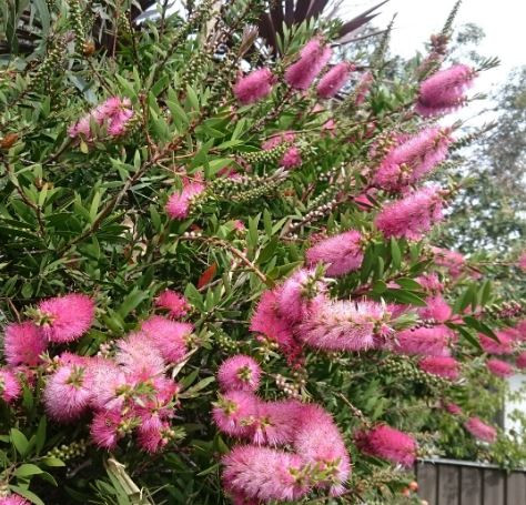 Callistemon viminalis Pink Alma NATIVE