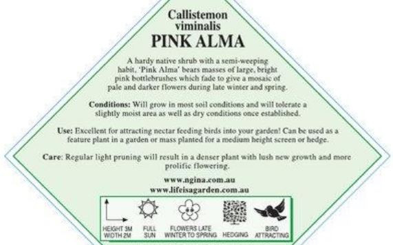 Callistemon viminalis Pink Alma NATIVE