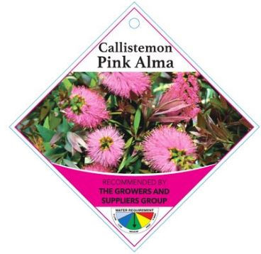 Callistemon viminalis Pink Alma NATIVE