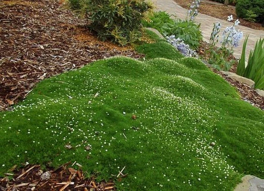 Irish Moss Sagina subulata