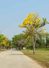 Silver Trumpet Tree Tabebuia Argentea
