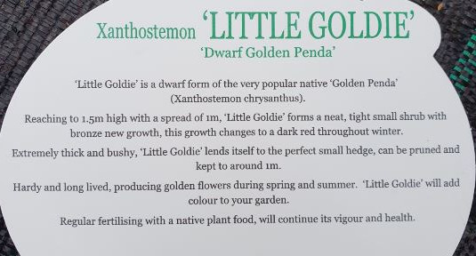 Xanthostemon Little Goldie Dwarf Golden Penda