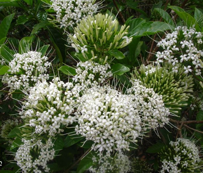 Butterfly Bush Pavetta australiensis NATIVE