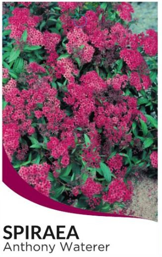 Spiraea Anthony Waterer