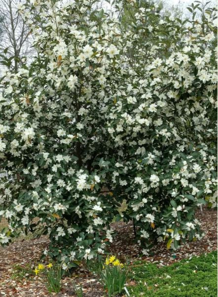 Magnolia Inspiration